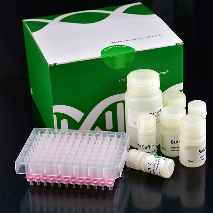 Blood Genomic DNA Kit (Spin Column) – BeingBio